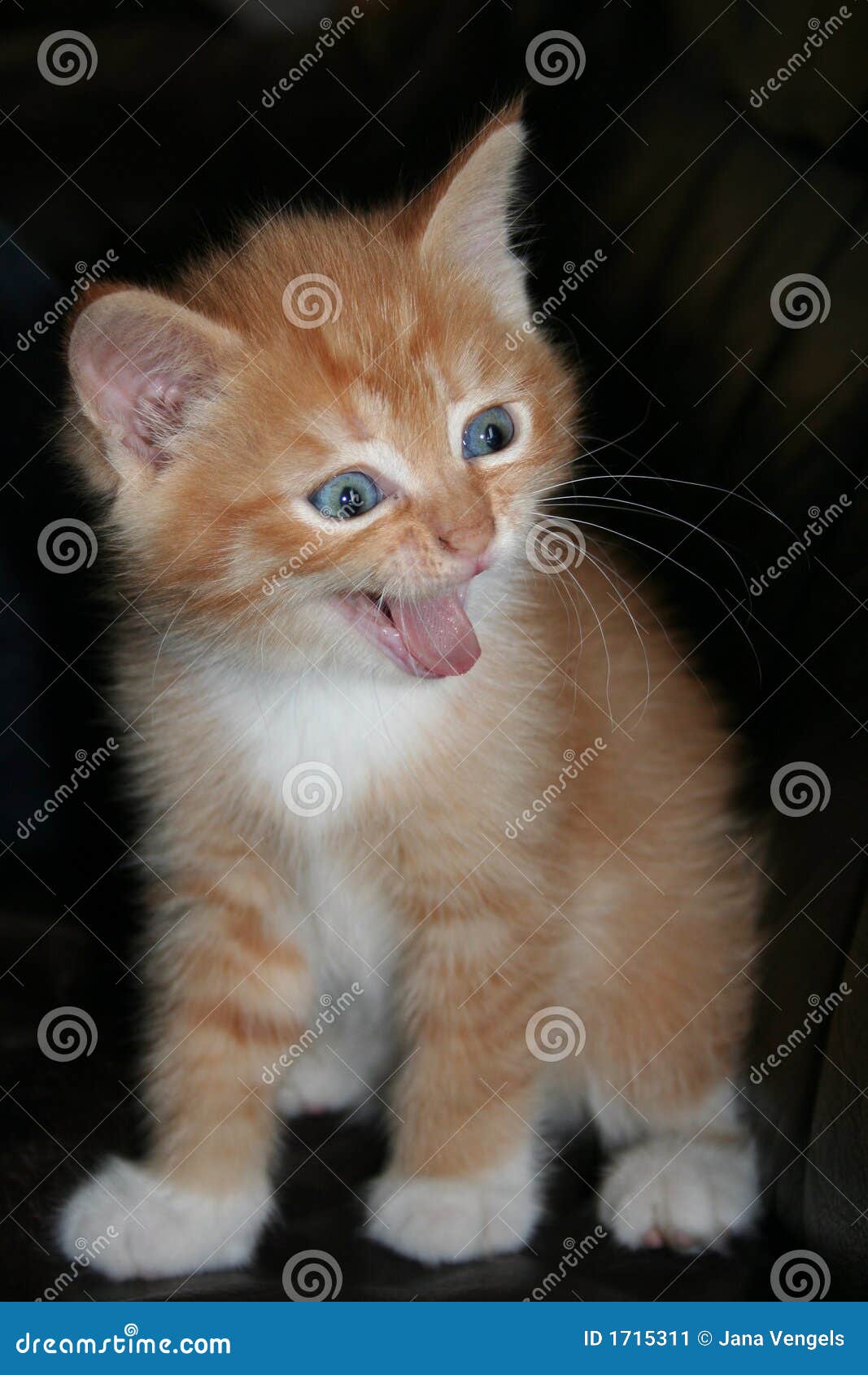 Grappig katje stock afbeelding. Image of carnivoor, leuk - 1715311