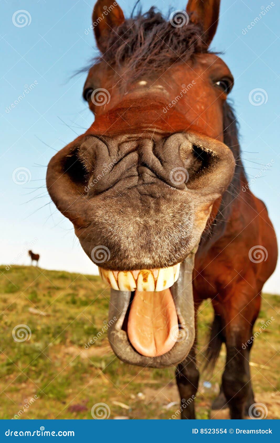 Grappig Paard stock foto. Image of houwer, mond, dier - 8523554
