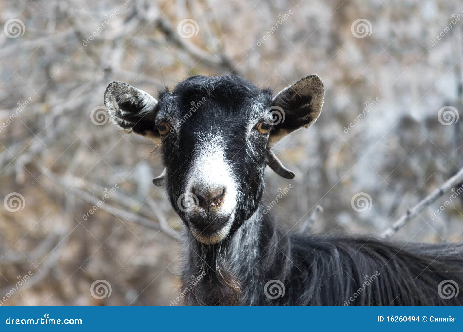 Grappig Portret Van Een Geit Stock Foto - Image of landbouwbedrijf ...