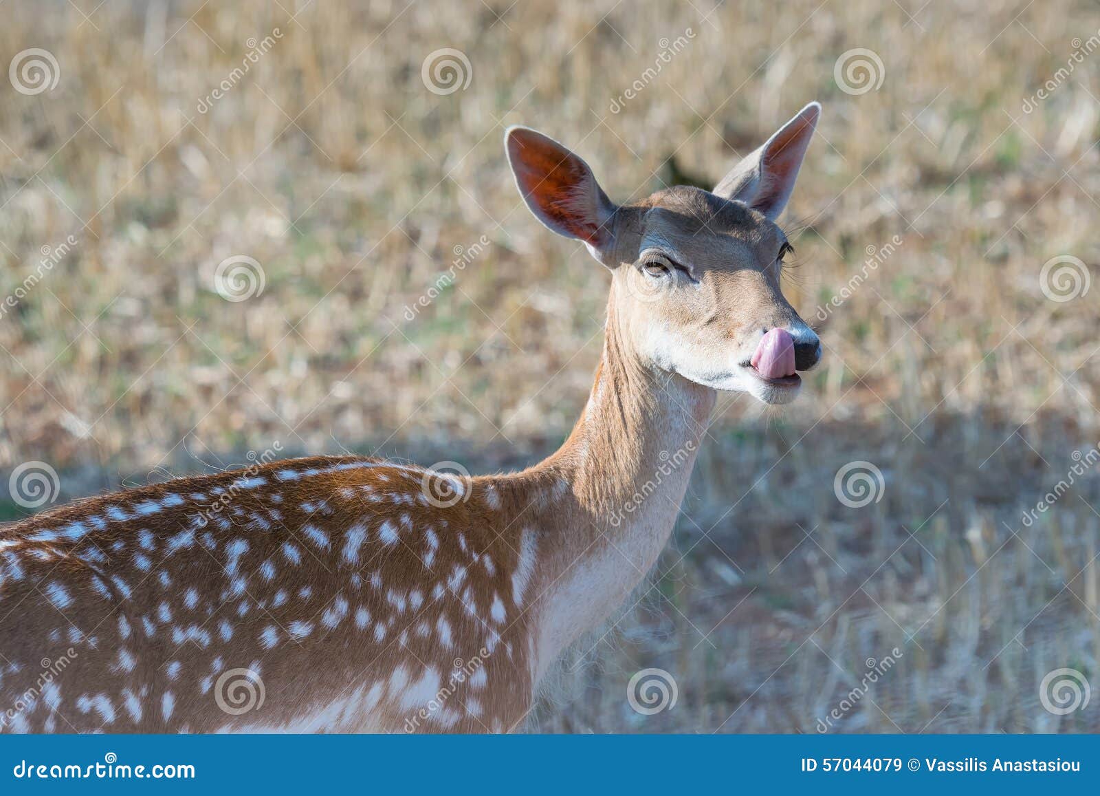 Grappig Portret Van Een Hert Stock Afbeelding - Image of bevlekt, oren ...