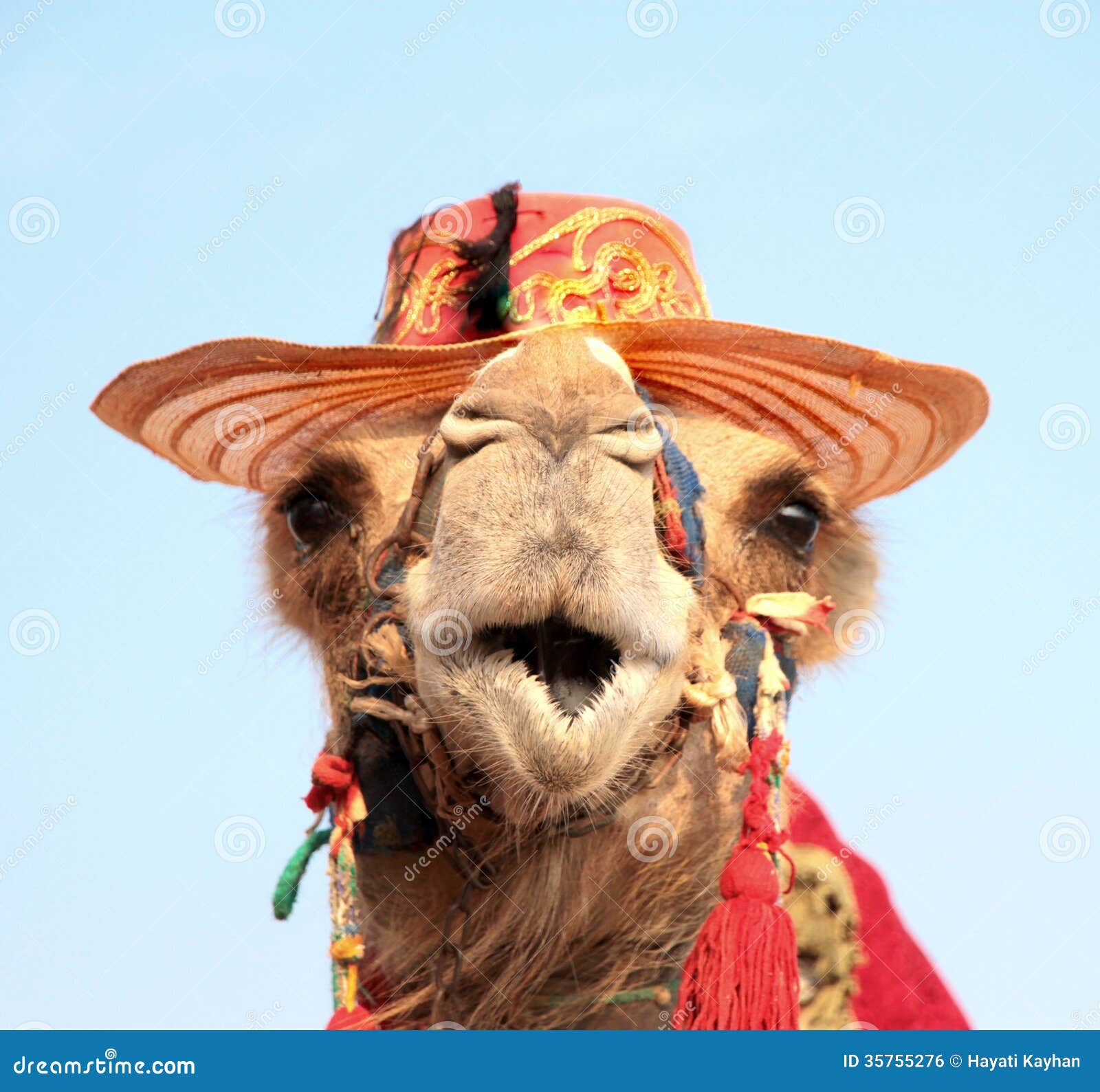 Grappig Portret Van Kameel Met Hoed Stock Foto - Image of safari ...