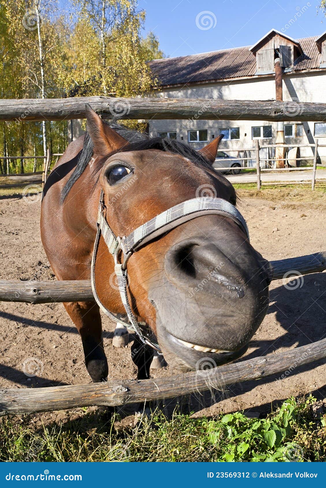 Grappig Rood Paard Op Landbouwbedrijf Stock Foto - Image of genoegen ...