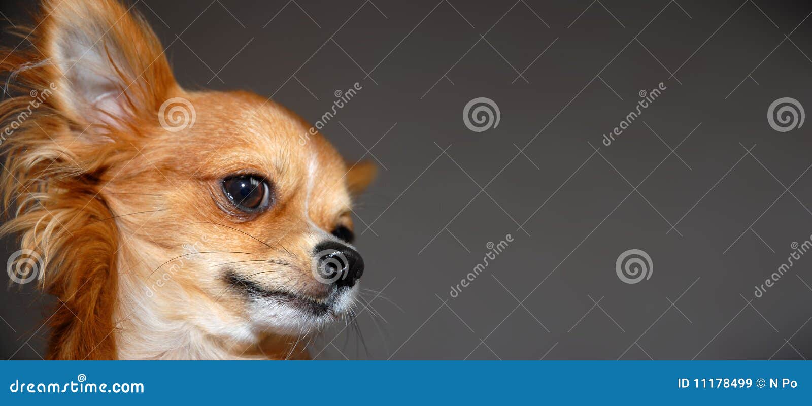 Grappig Rood Portret Chihuahua Stock Afbeelding - Image of puppy, rood ...