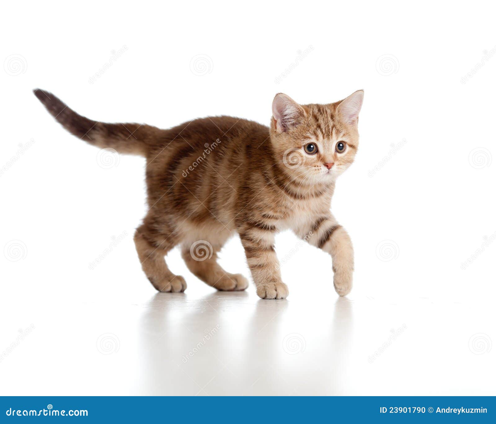 Grappig Speels Katje. Brits Ras. Gestreepte Kat. Stock Foto - Image of ...
