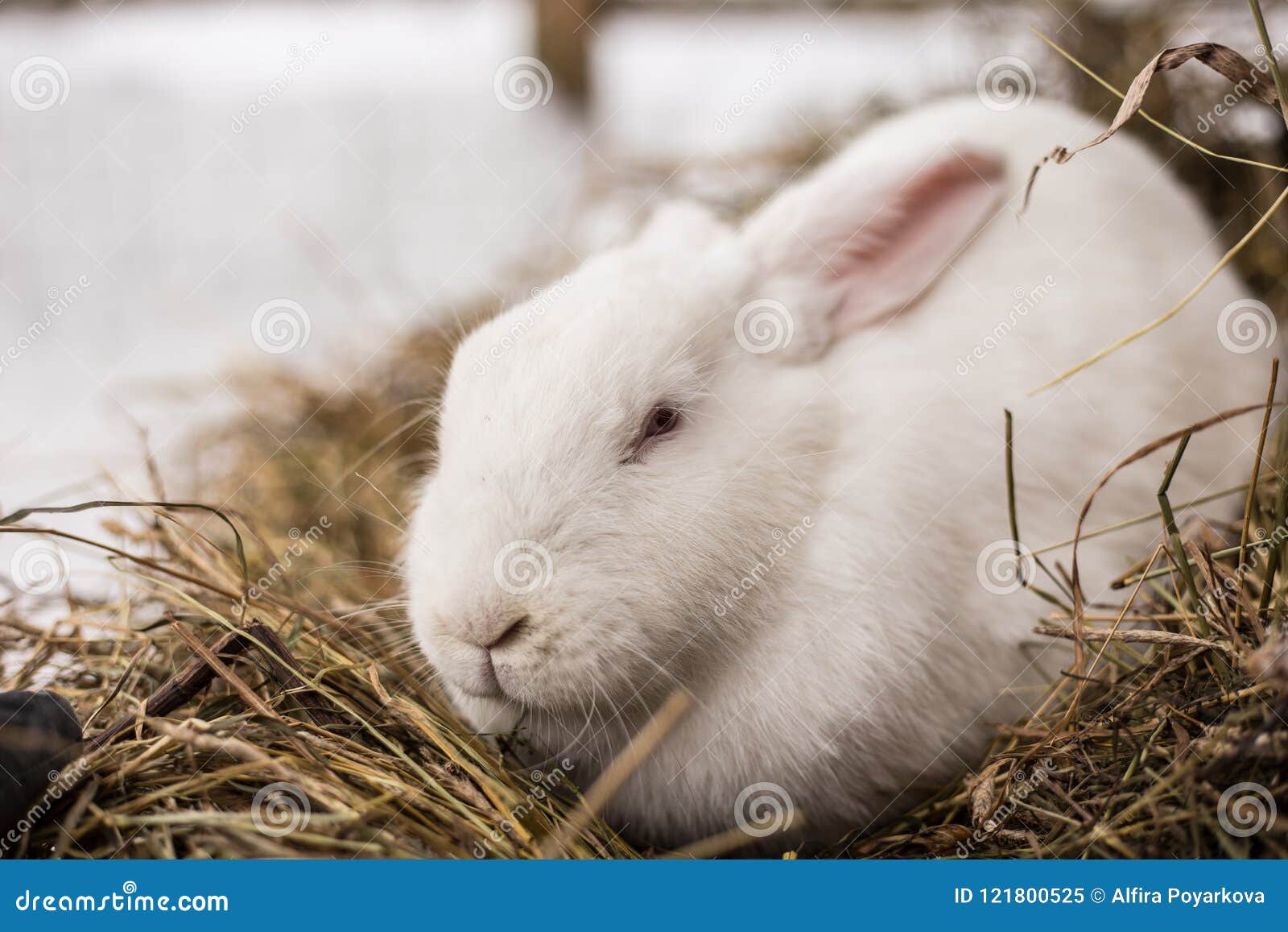 Grappig Zit Weinig Wit Konijn Met Rode Ogen in Het Hooi Stock ...