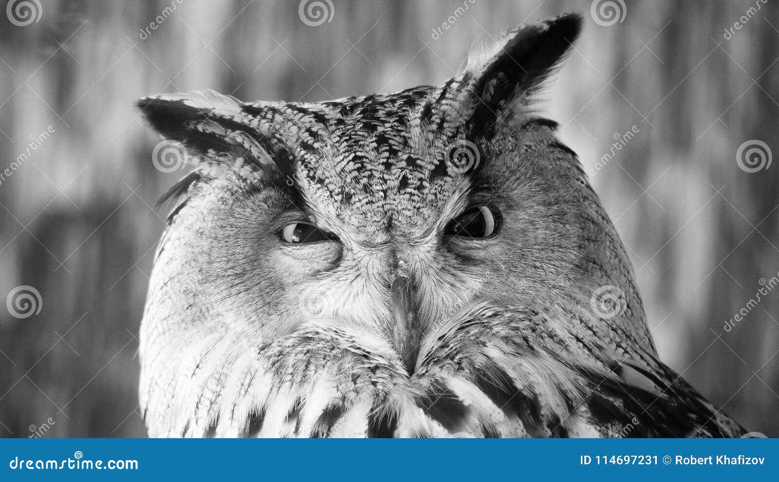 Grappig Zwart-wit Portret Van Een Uil, Stock Afbeelding - Image of mooi ...