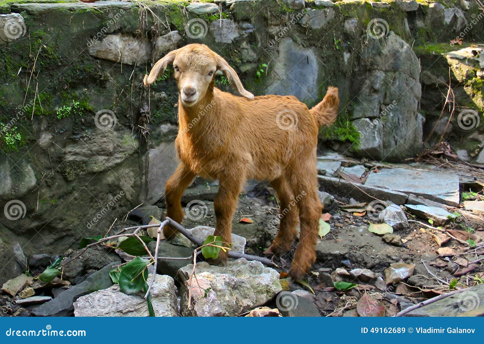 Grappige baby Angora geit stock afbeelding. Image of dier - 49162689