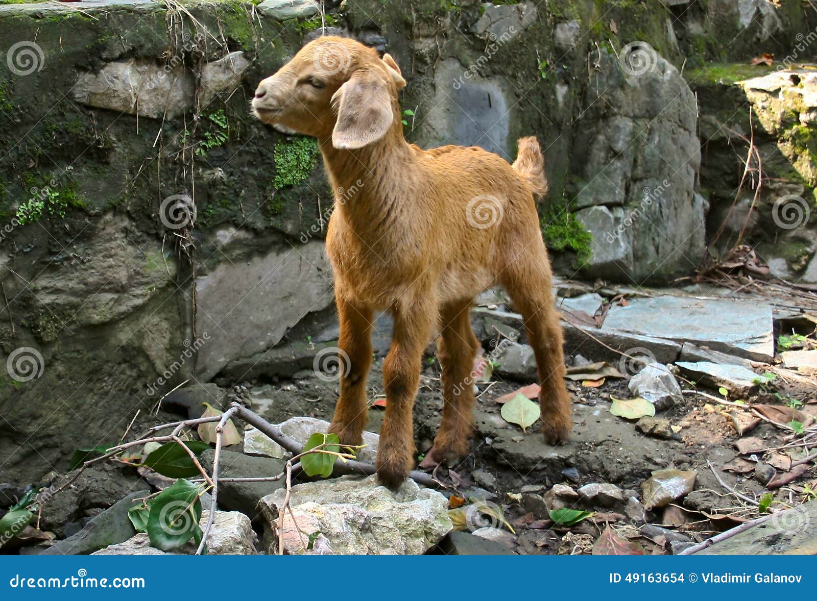 Grappige baby Angora geit stock foto. Image of huis, hoeven - 49163654