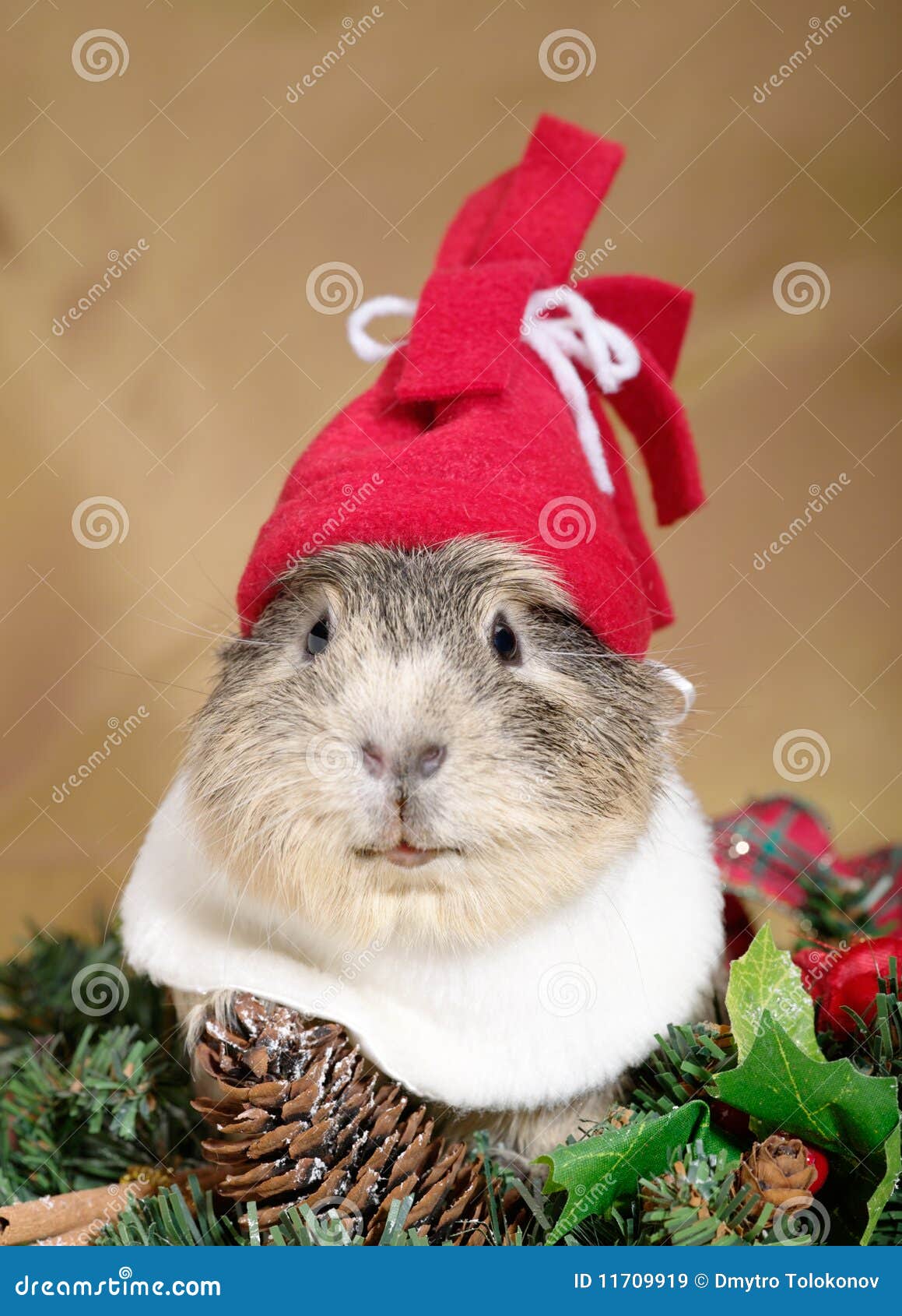 Grappige Cavia stock afbeelding. Image of santa, avond - 11709919