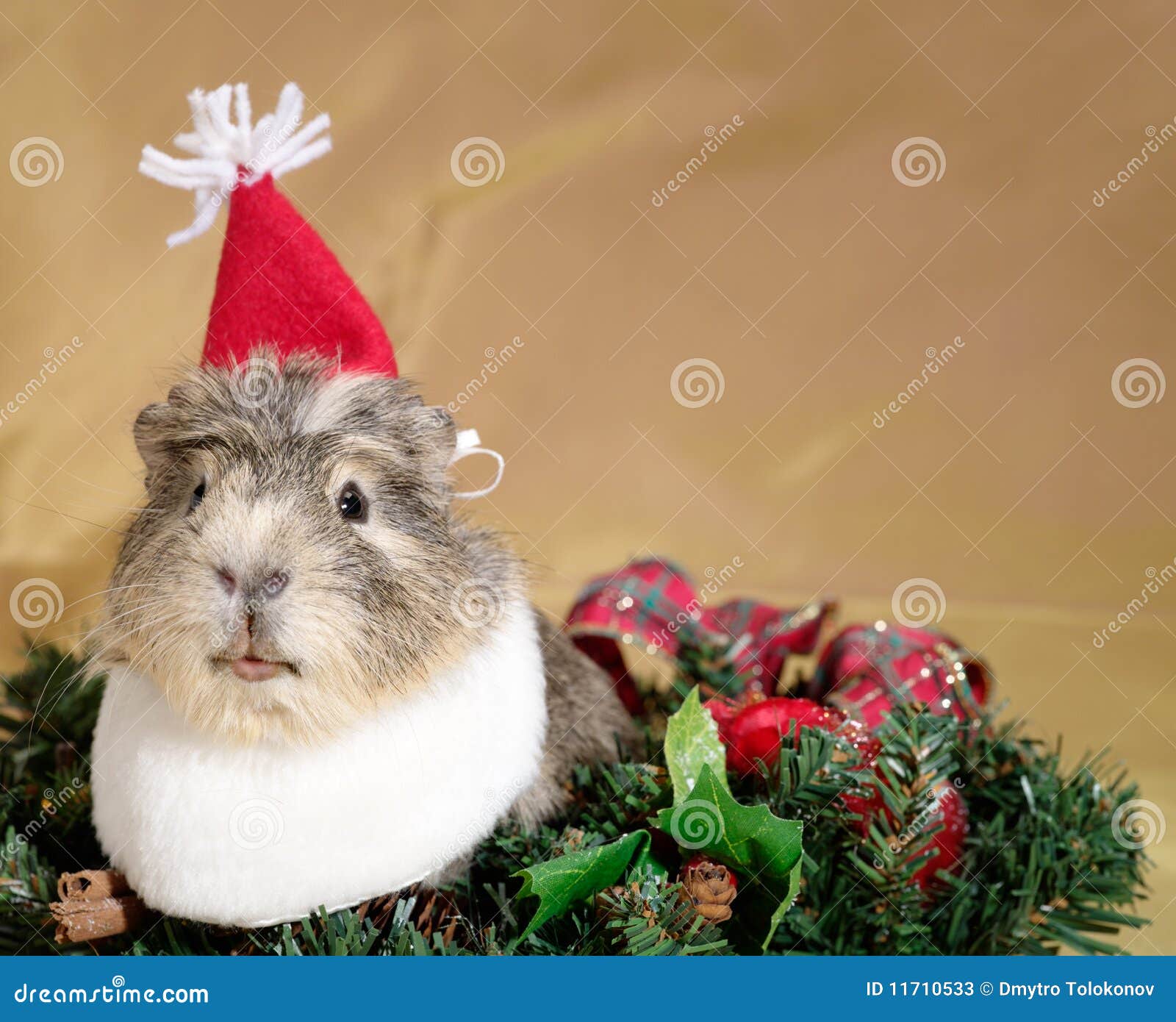 Grappige Cavia stock afbeelding. Image of avond, decoratie - 11710533