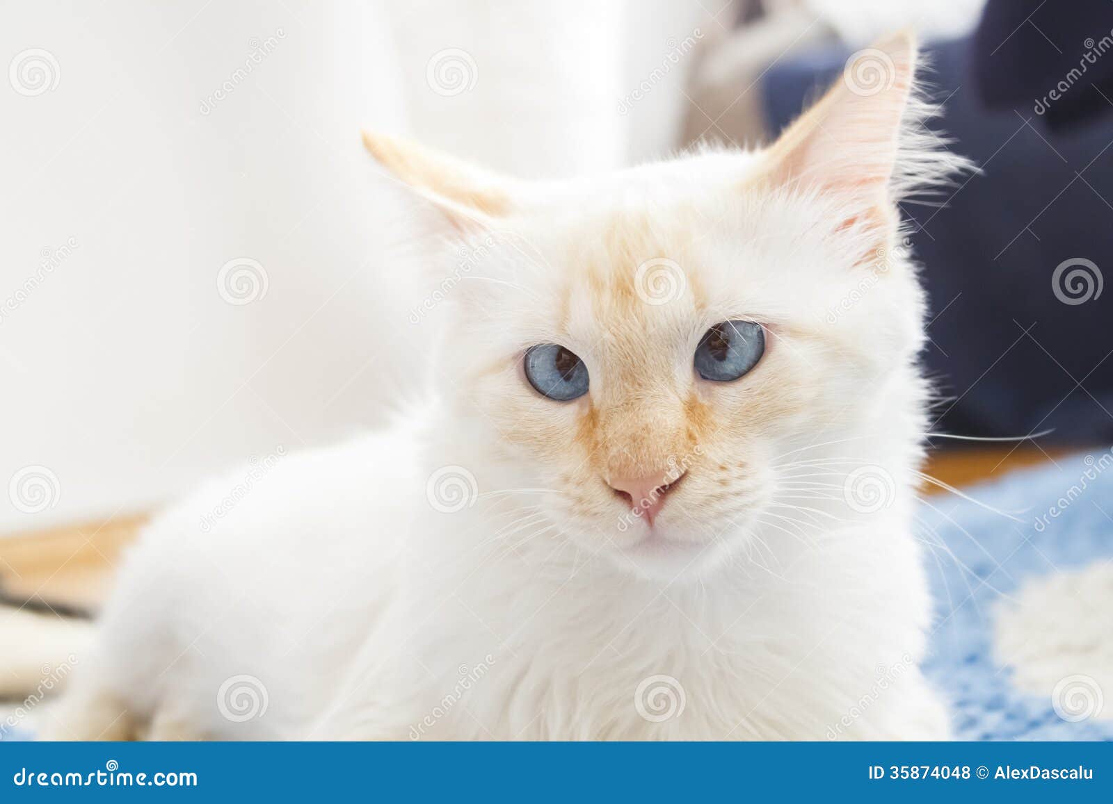 Grappige Dwars Eyed Ragdoll-Kat Stock Foto - Image of gezicht, bont ...