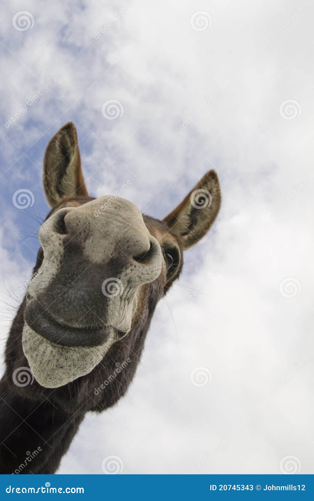 Grappige Dwaze Domoor of Ezel Stock Afbeelding - Image of vasthoudend ...