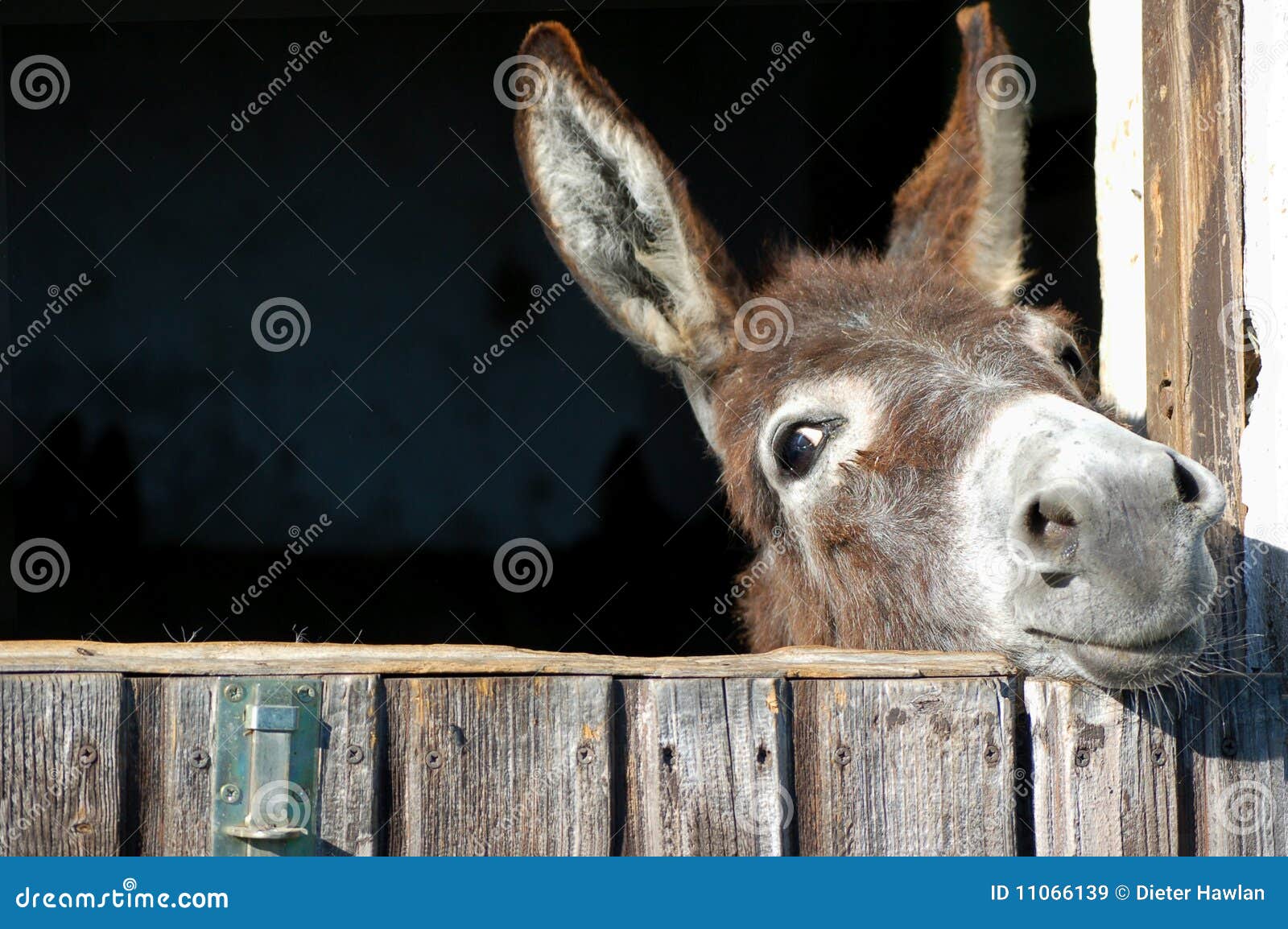 Grappige Ezel stock afbeelding. Image of ezel, achtergrond - 11066139