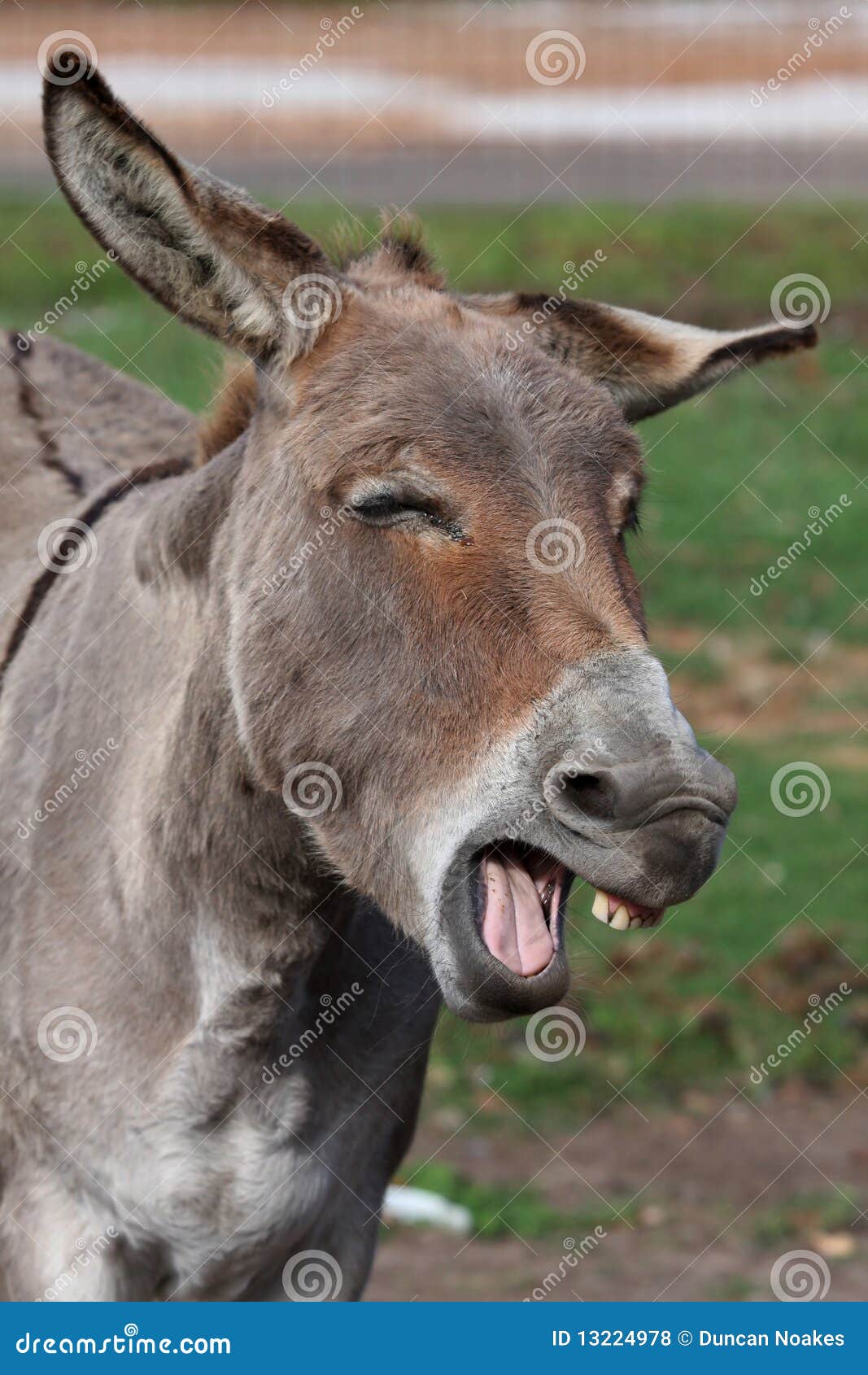 Grappige Ezel stock foto. Image of hoofdkracht, gebied - 13224978