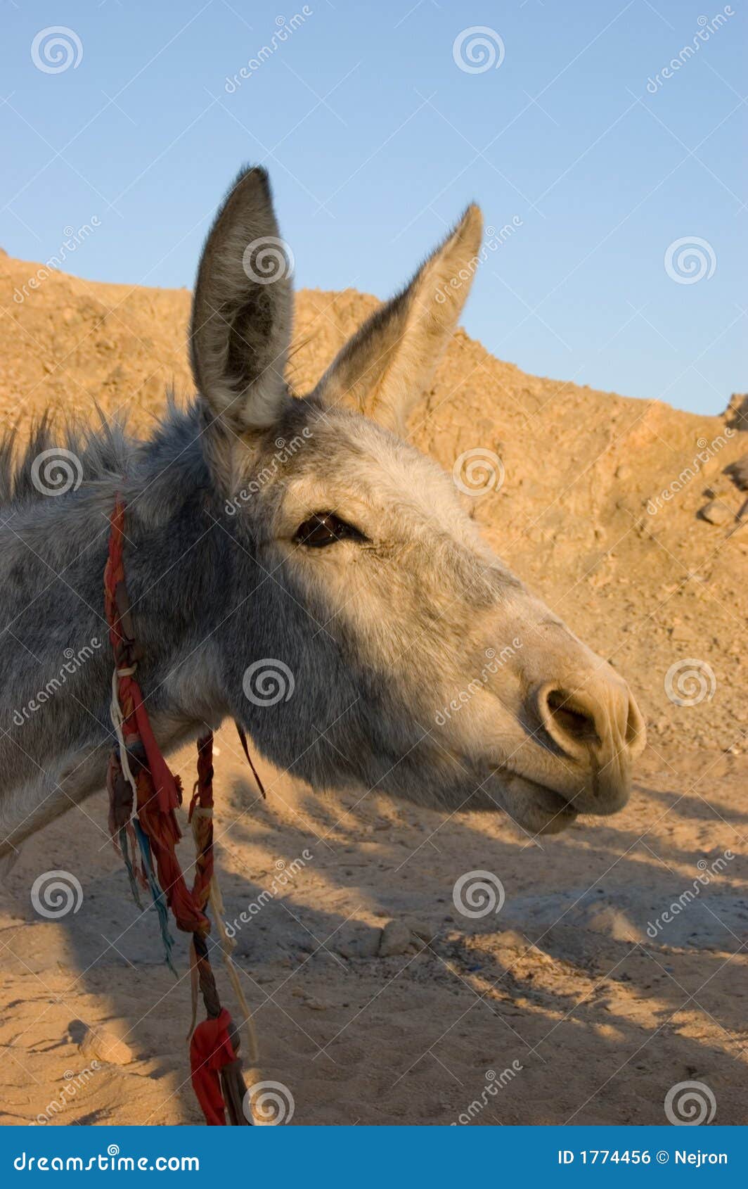 Grappige ezel stock foto. Image of jenny, orkaan, baby - 1774456