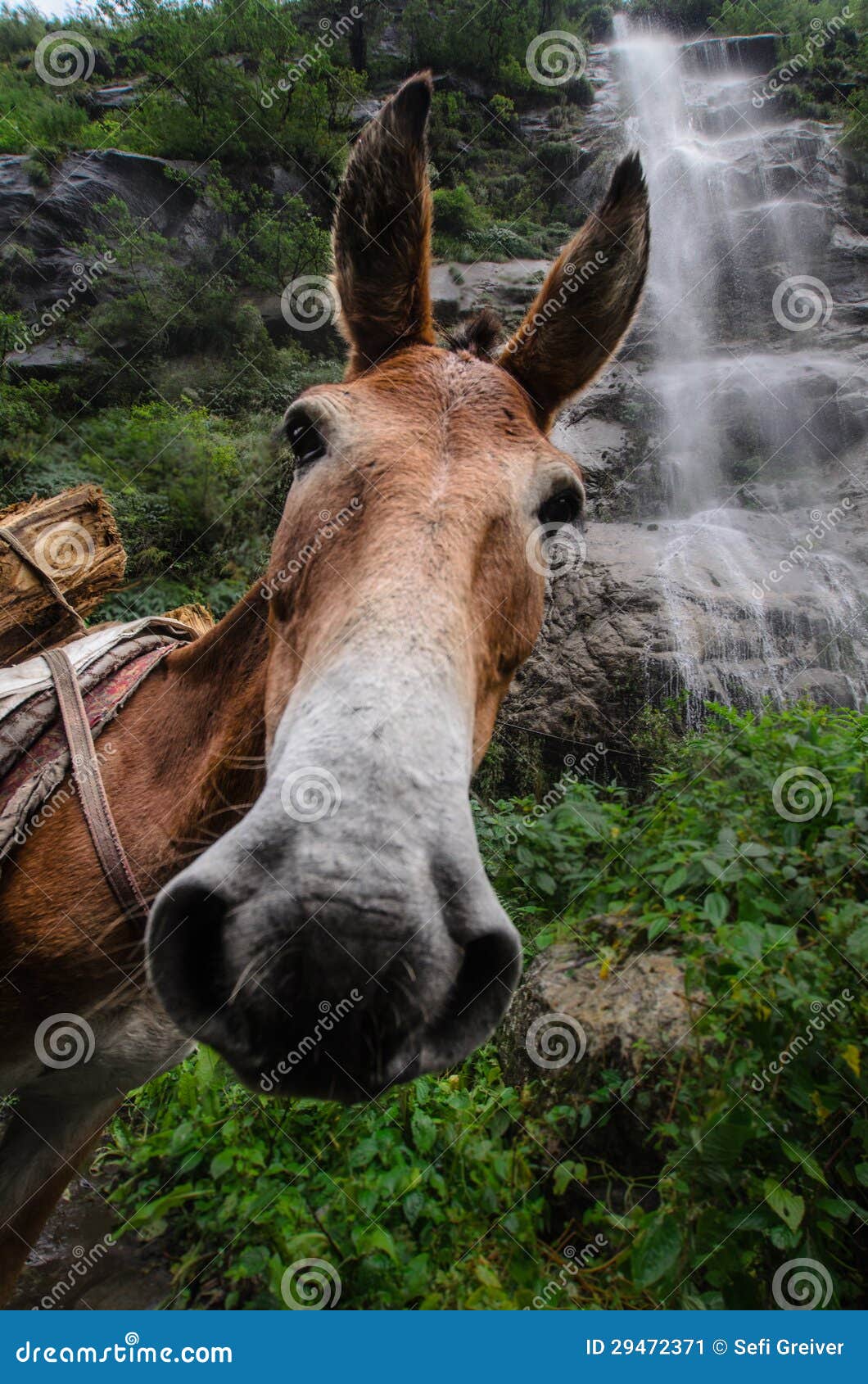 Grappige Ezel stock afbeelding. Image of neusgat, nepal - 29472371