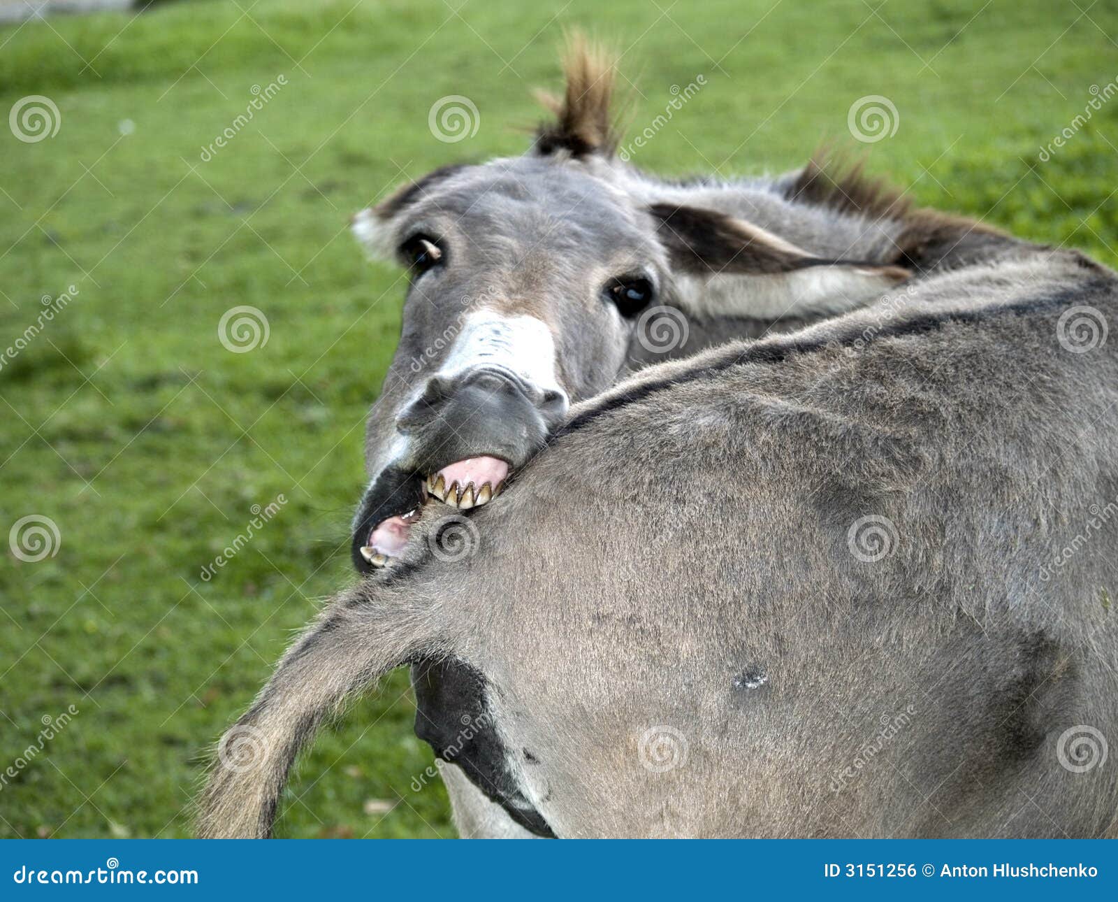 Grappige Ezel stock foto. Afbeelding bestaande uit grijs - 3151256