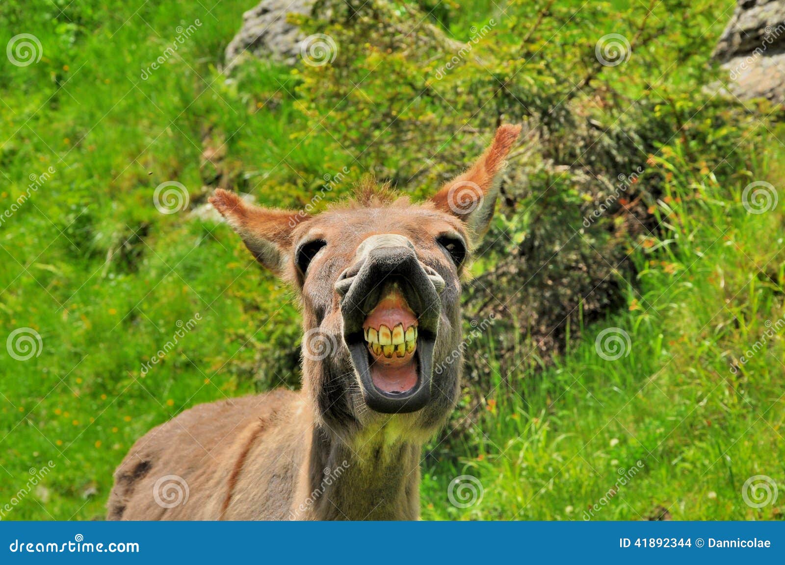 Grappige Ezel stock foto. Image of lachen, binnenlands - 41892344