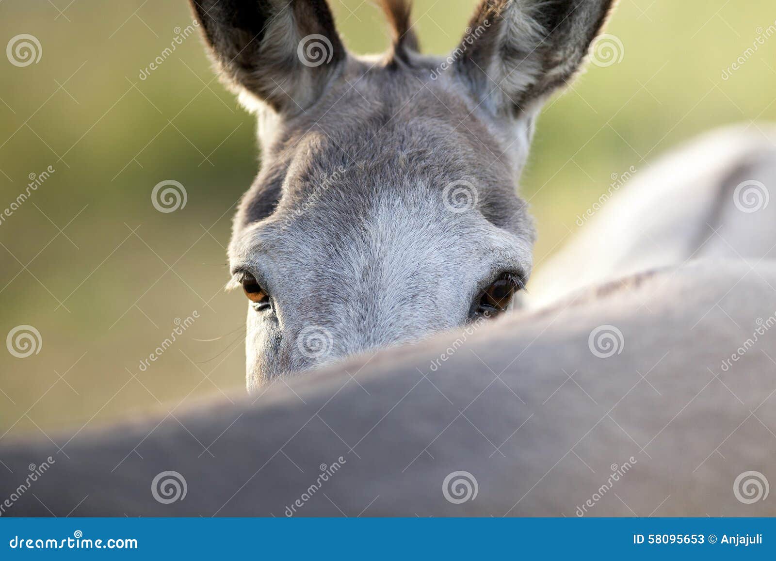 Grappige Ezel stock afbeelding. Image of hoofdkracht - 58095653