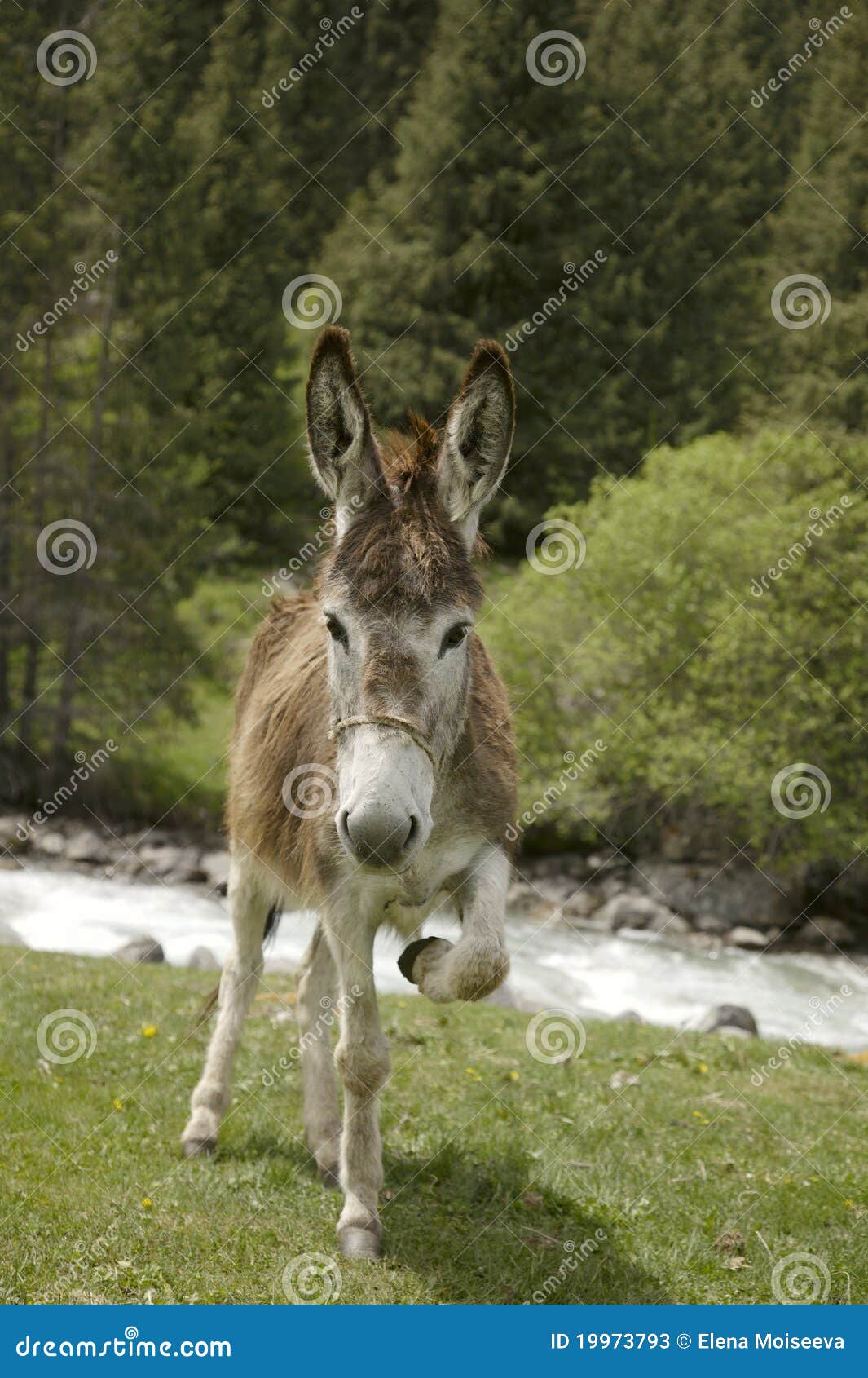 Grappige Ezel Dichtbij Rivier in Tien Shan Stock Afbeelding - Image of ...