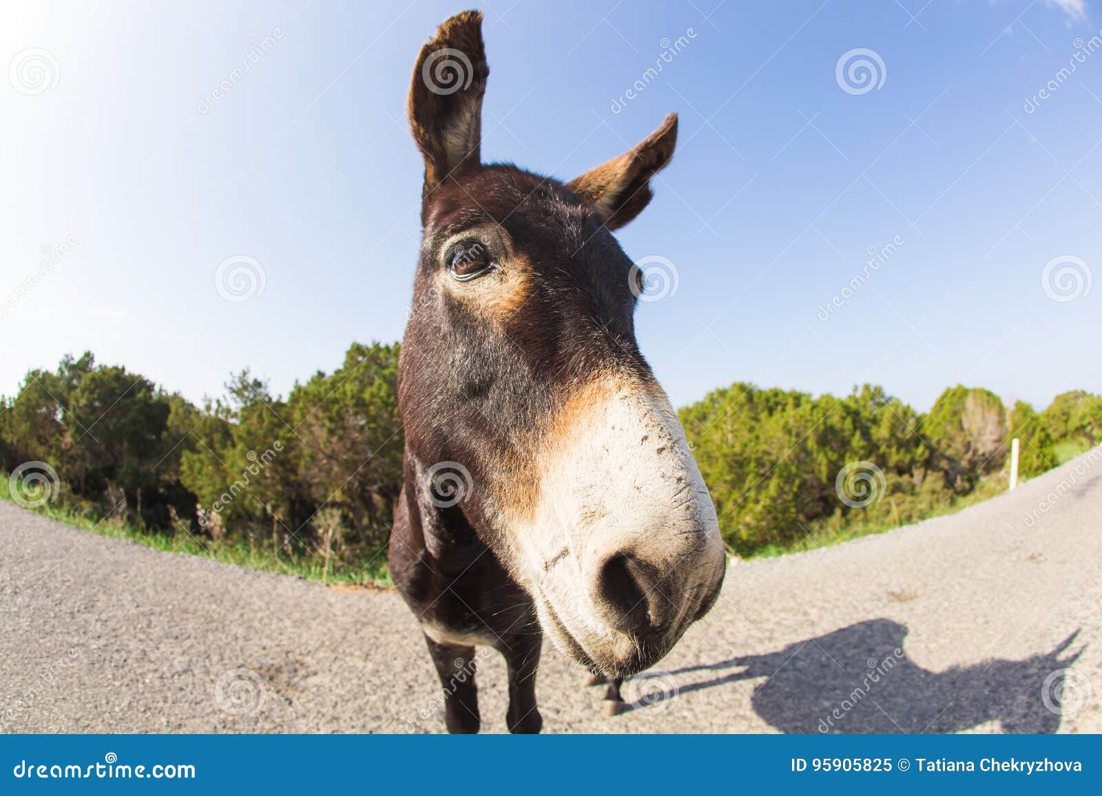 Grappige Ezel Die De Camera Bekijken Stock Afbeelding - Image of ...