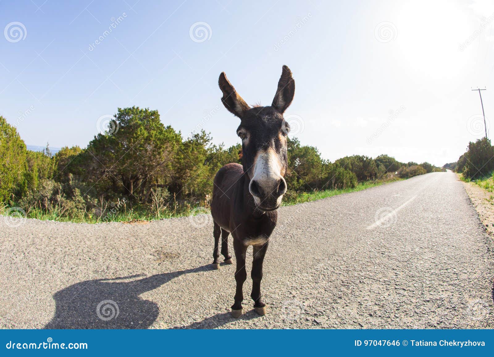 Grappige Ezel Die De Camera Bekijken Stock Foto - Image of jenny ...