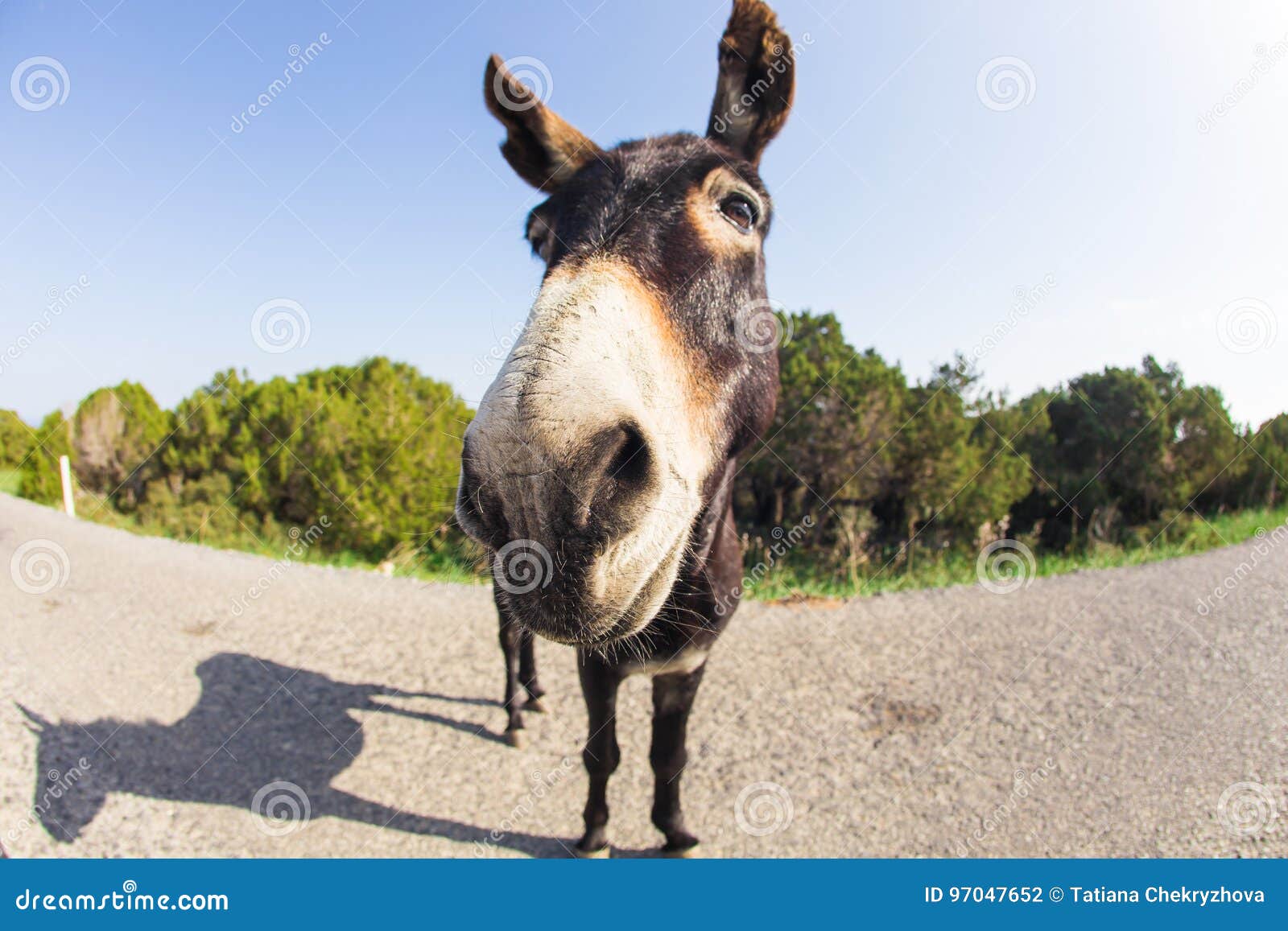 Grappige Ezel Die De Camera Bekijken Stock Foto - Image of ...