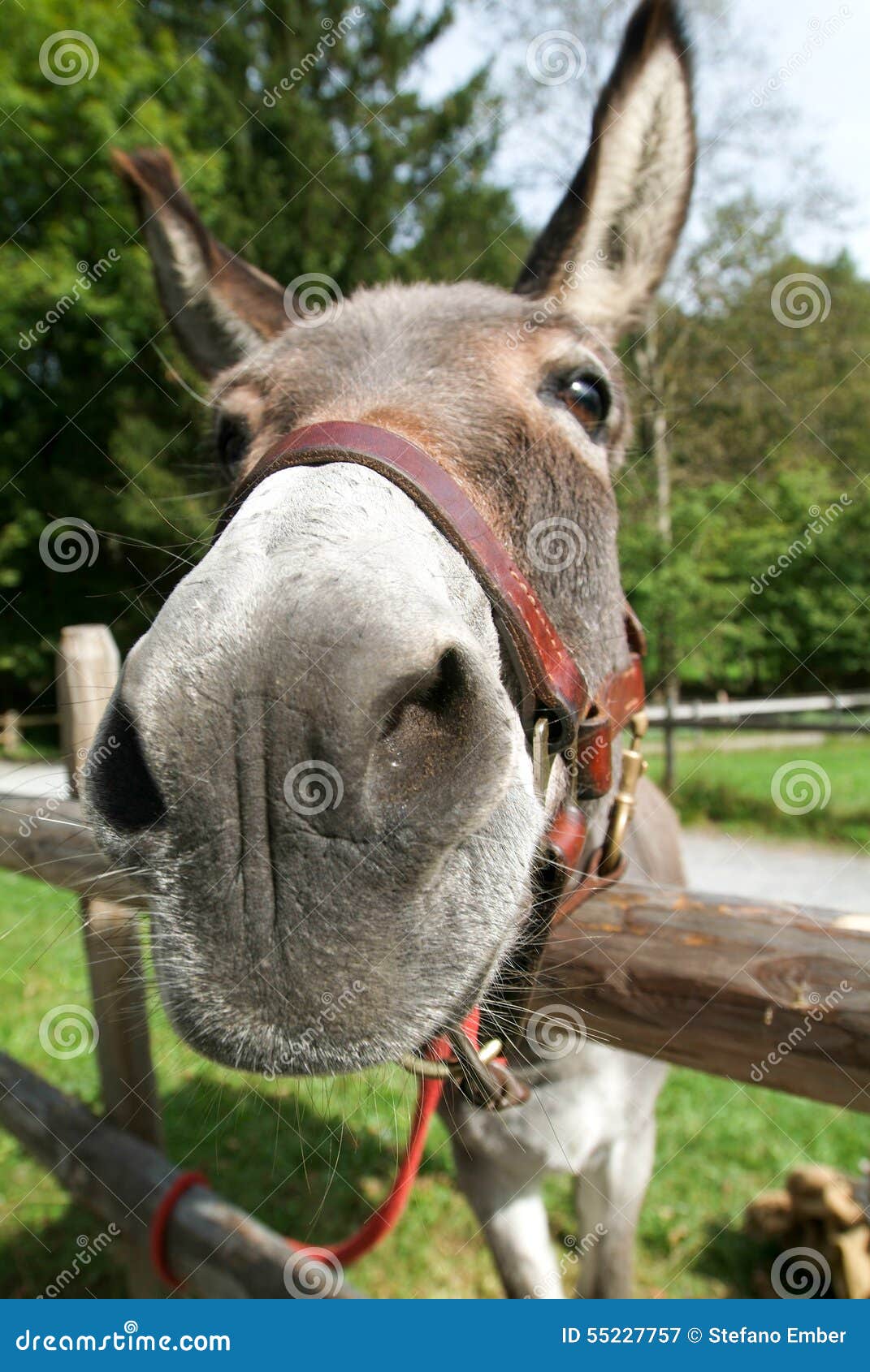 Grappige Ezel Die Een Pice Van Hout Eten Stock Afbeelding - Image of ...