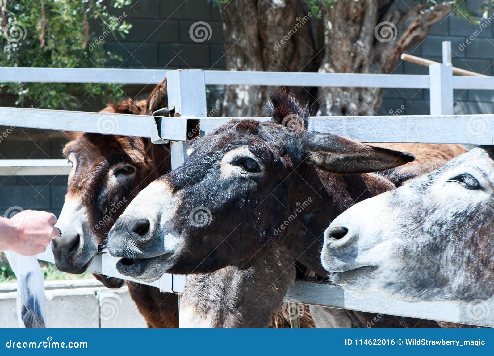 Grappige ezels stock foto. Image of paard, mooi, foel - 114622016