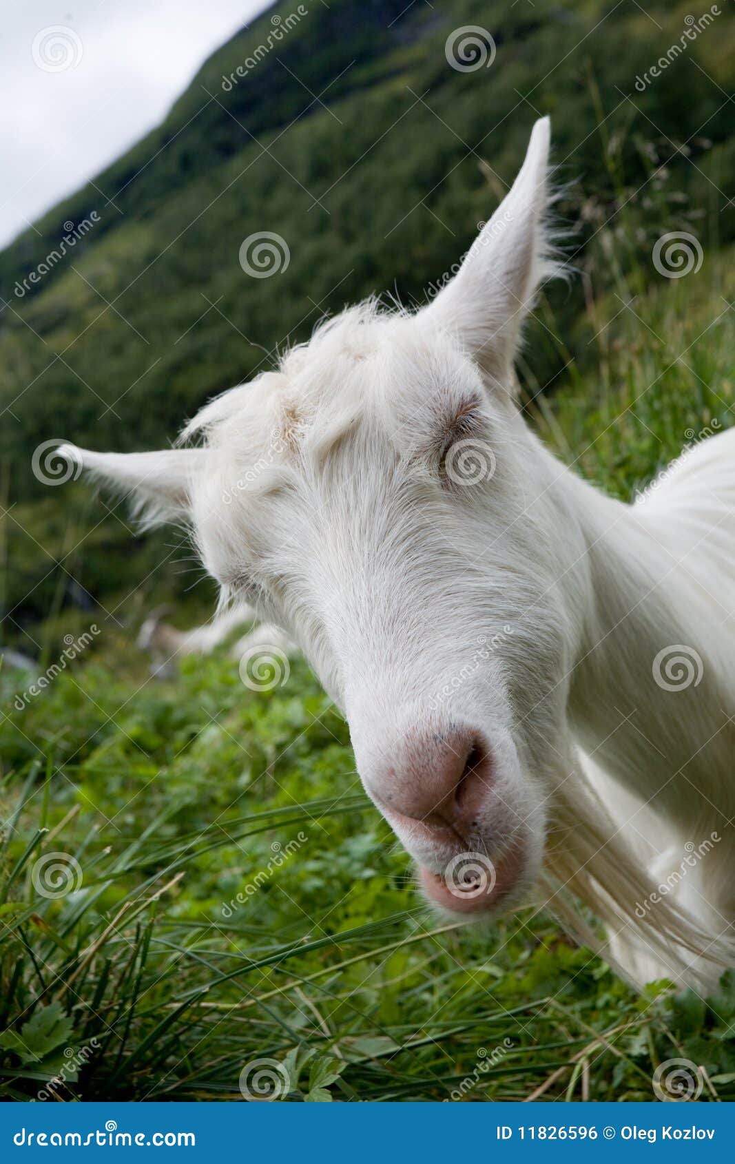 Grappige geit stock foto. Image of gebied, melk, gesloten - 11826596