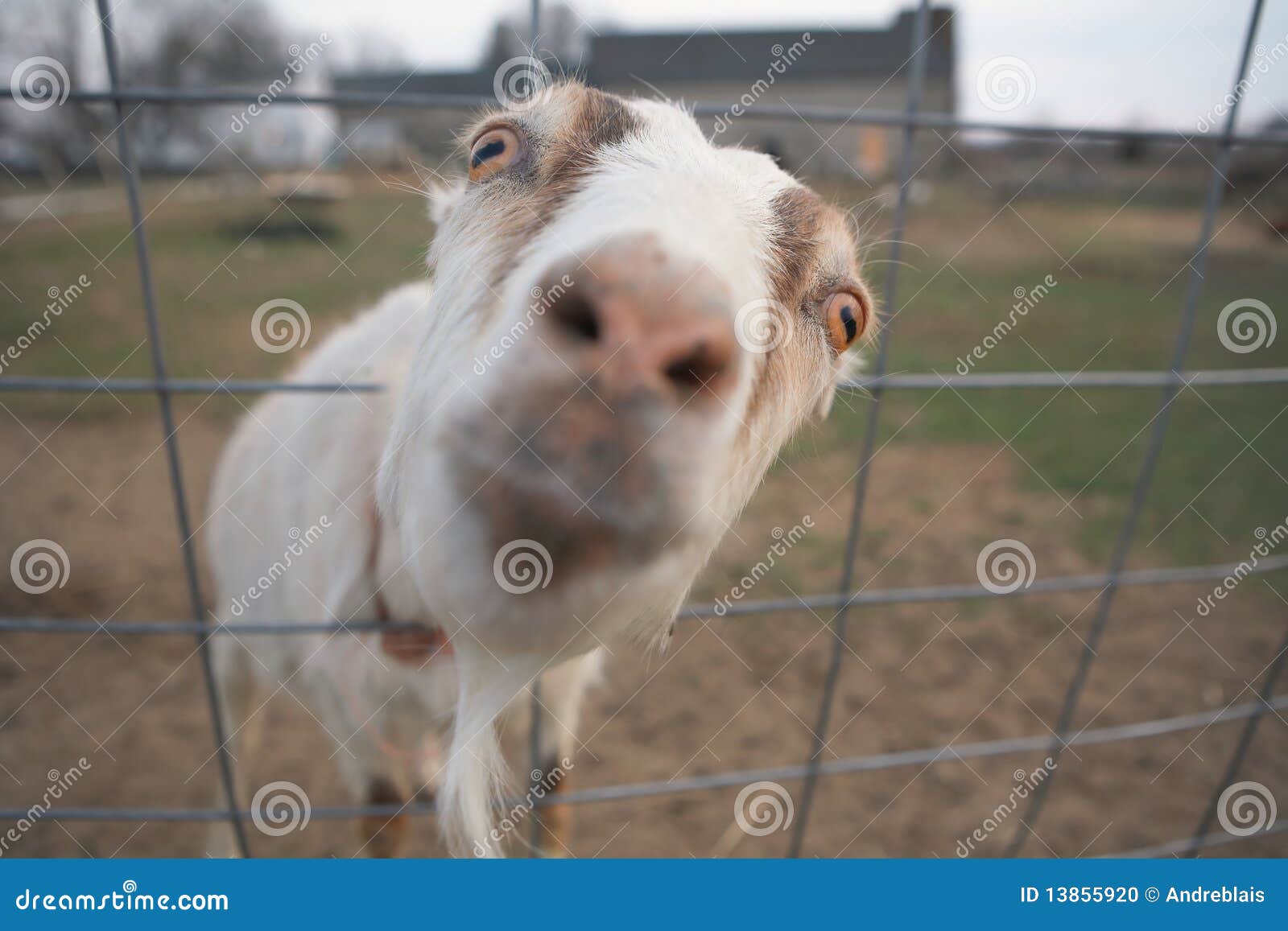 Grappige geit stock foto. Image of humeur, vlees, omheining - 13855920