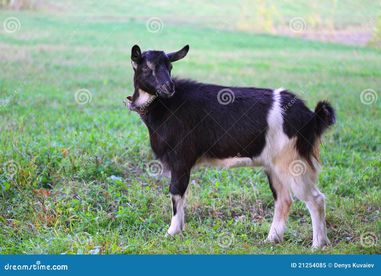 Grappige geit stock afbeelding. Image of troep, achtergronden - 21254085