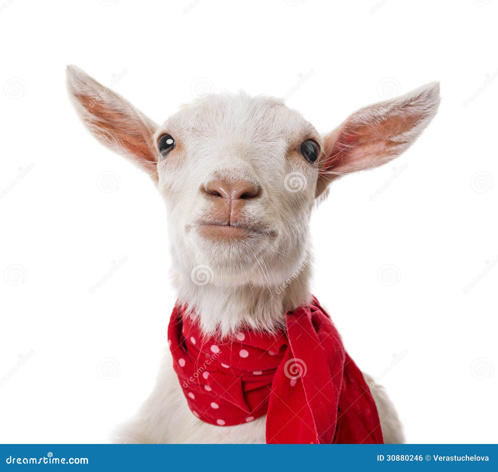 Grappige geit stock foto. Image of achtergrond, mensen - 30880246