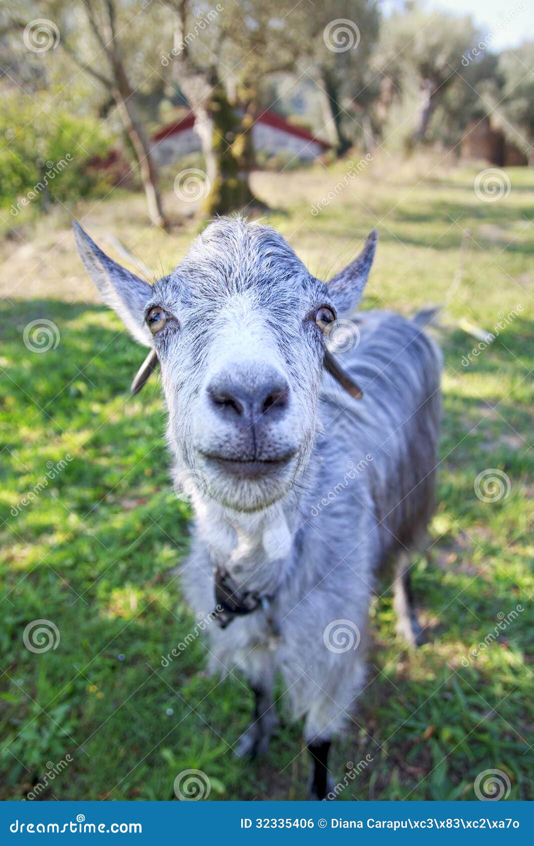 Grappige geit stock foto. Image of bomen, grappig, leuk - 32335406