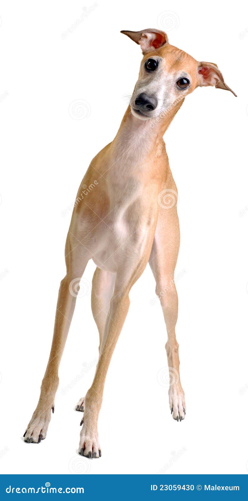 Grappige Gele Hond Italiaanse Windhond Stock Foto - Image of ...