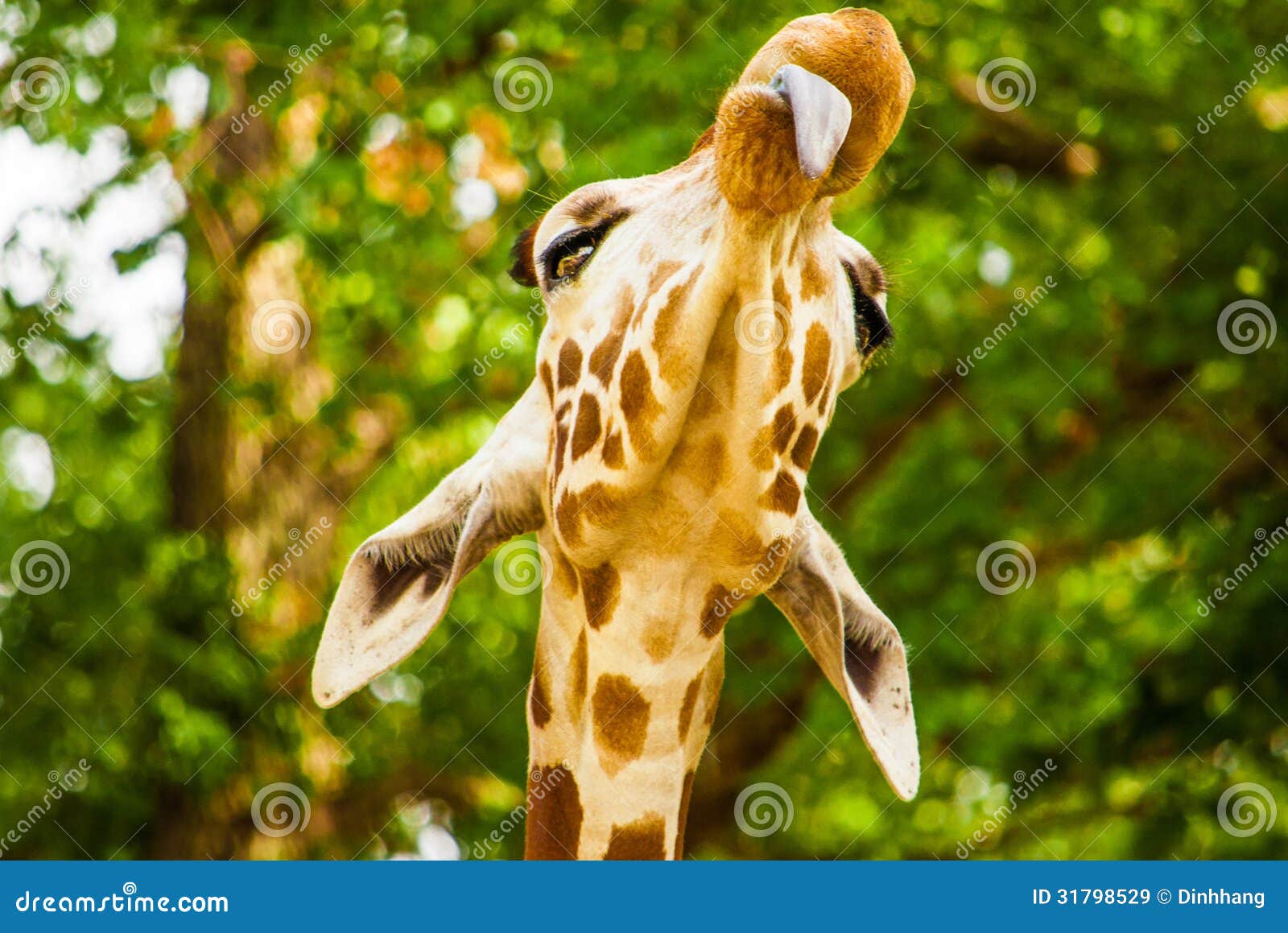 Grappige Giraf Met Uit Tounge, Stock Afbeelding - Image of sluit, dier ...