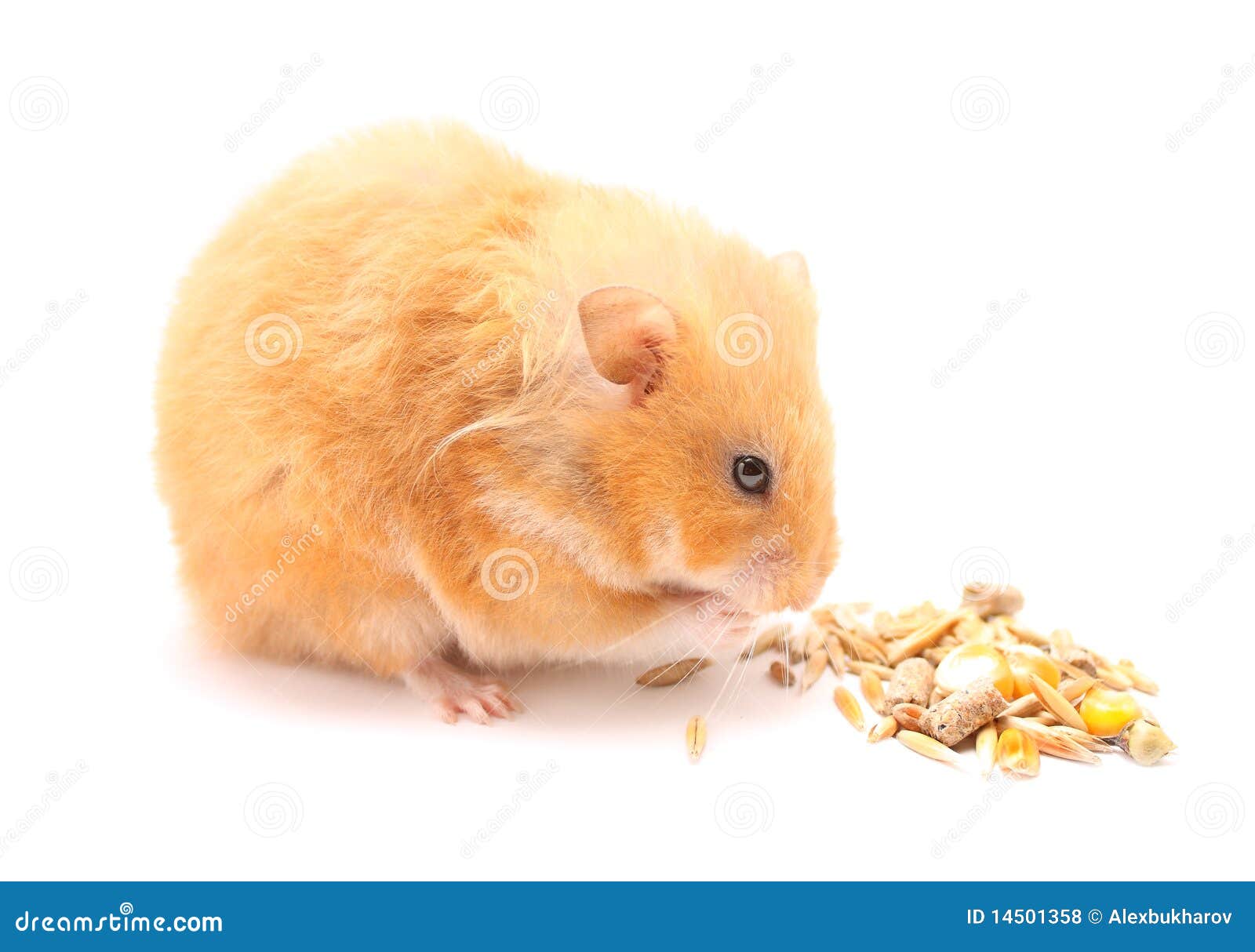 Grappige hamster stock foto. Image of binnenlands, pluizig - 14501358