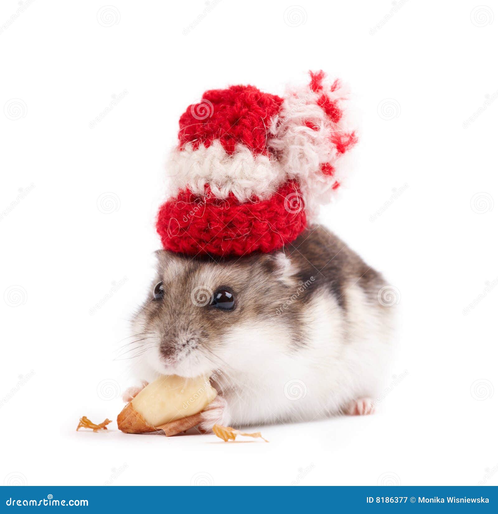 Grappige hamster stock afbeelding. Image of eten, zoogdier - 8186377