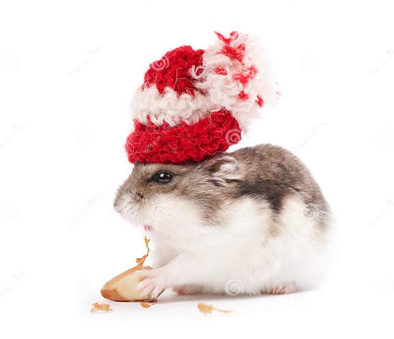 Grappige hamster stock afbeelding. Image of voeding, eten - 8186413