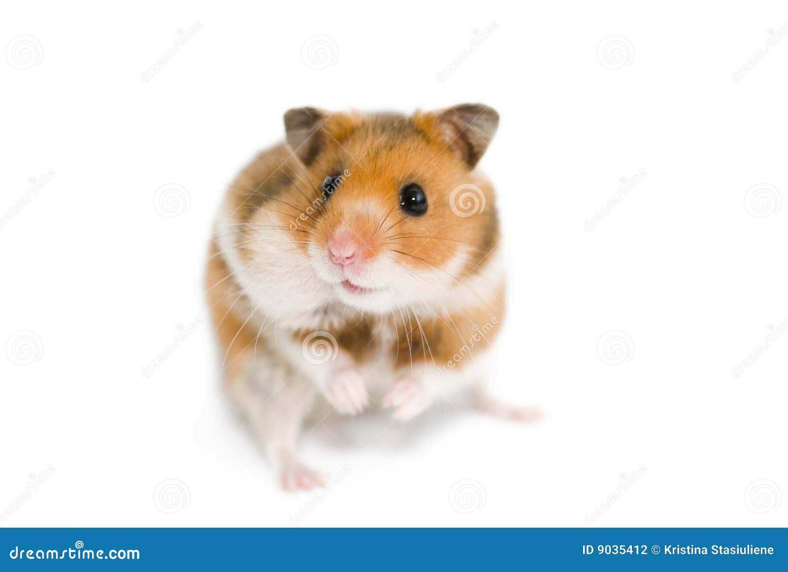 Grappige hamster stock foto. Image of wang, verward, harig - 9035412