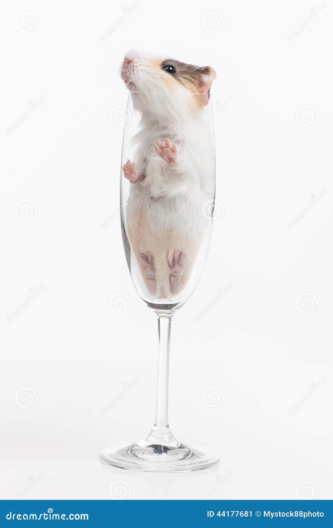 Grappige Hamsterzitting in Glas Op Witte Achtergrond Stock Afbeelding ...