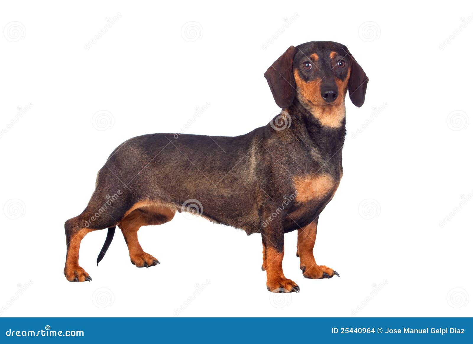 Grappige hond teckel stock foto. Image of grappig, wijfje - 25440964