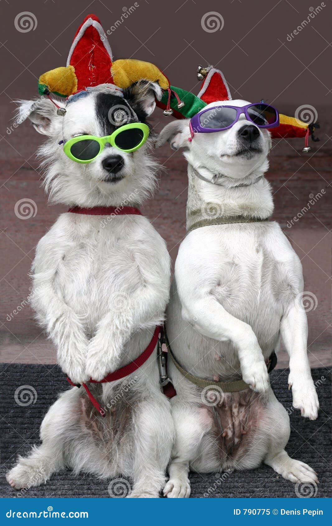 Grappige Hondenselfie 60 Beste Ideeën Over Grappige Honden | Grappige