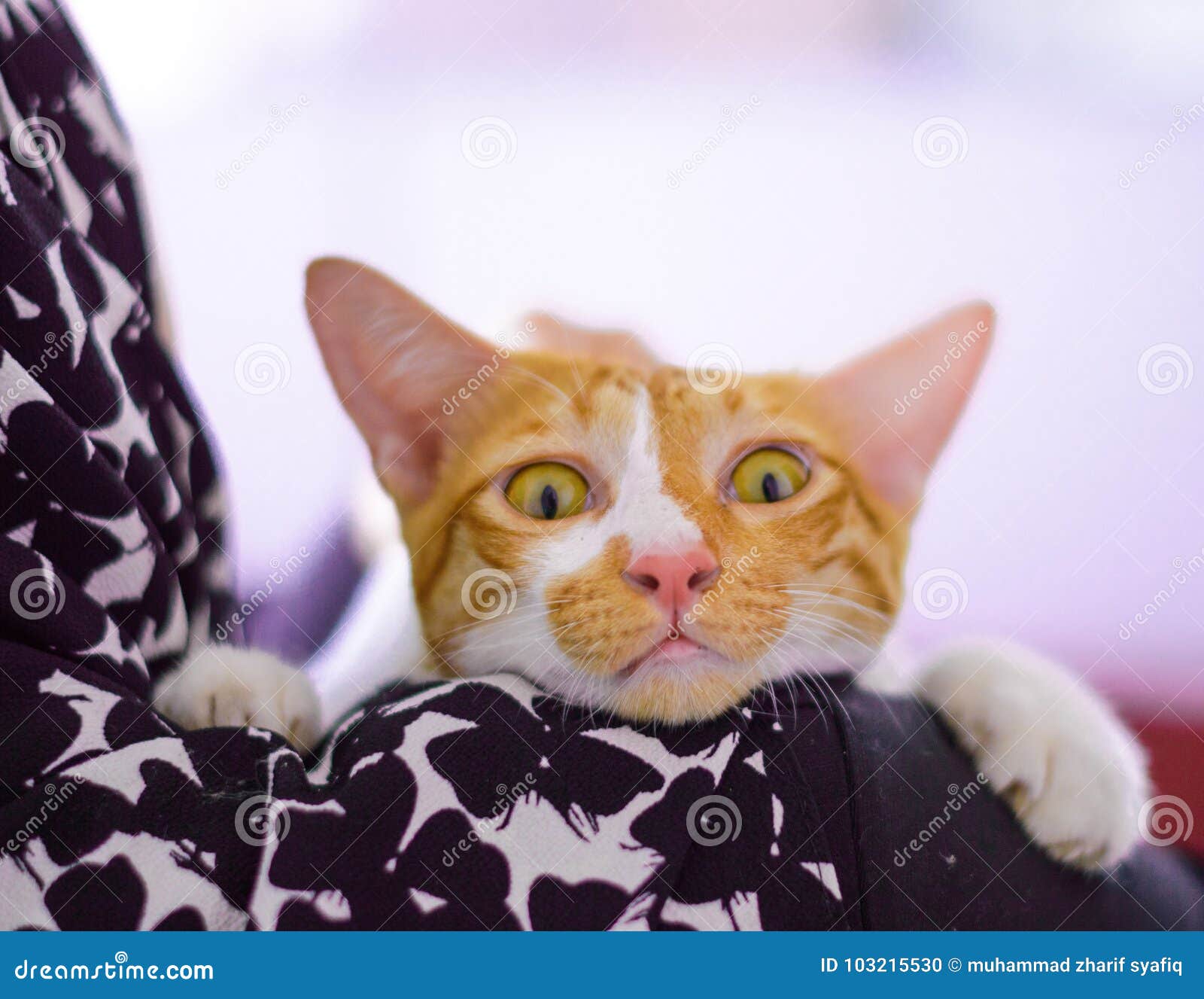 Grappige kat stock foto. Image of sinaasappel, gezicht - 103215530