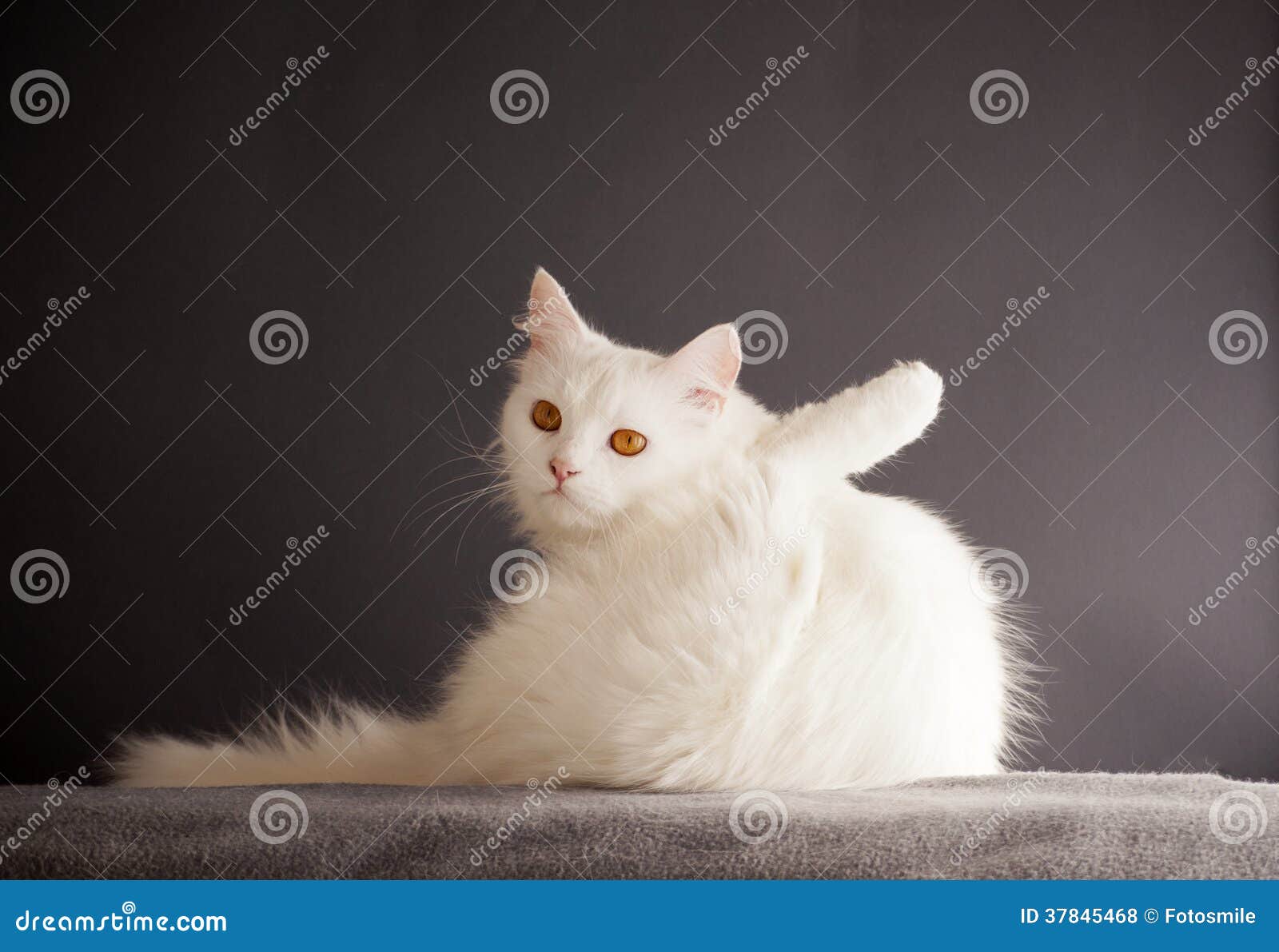 Grappige kat stock foto. Image of haar, welp, pluizig - 37845468