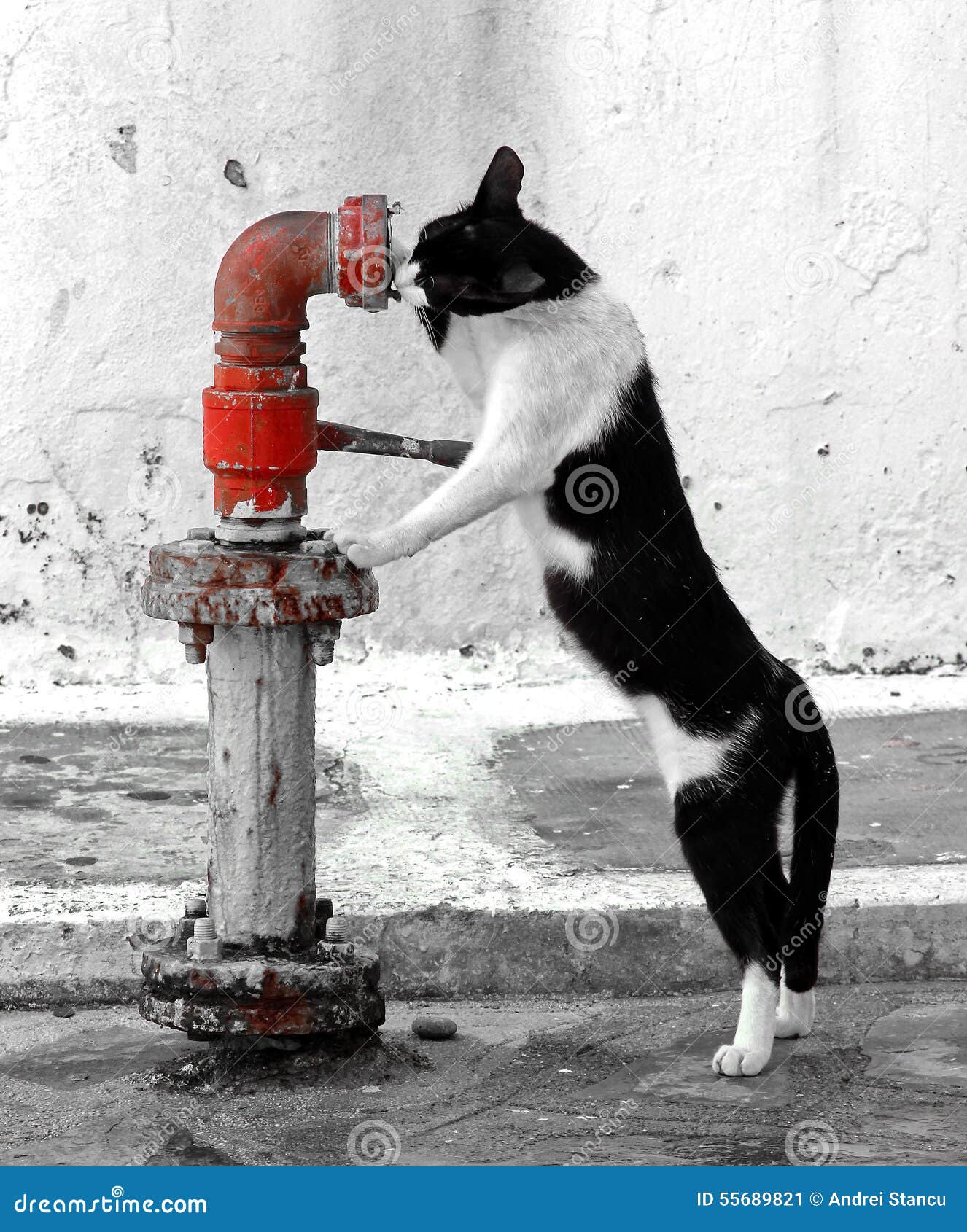 Grappige kat stock afbeelding. Image of portret, leuk - 55689821