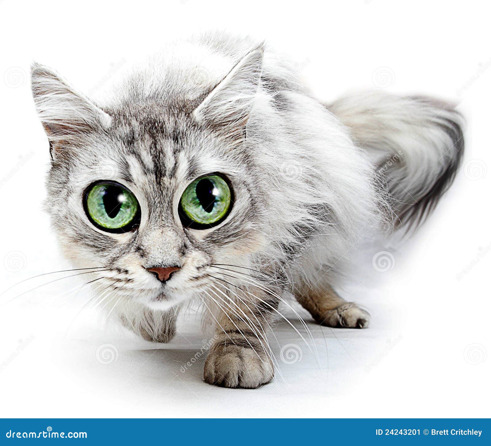 Grappige Kat Met Grote Ogen Stock Afbeelding - Image of groot ...