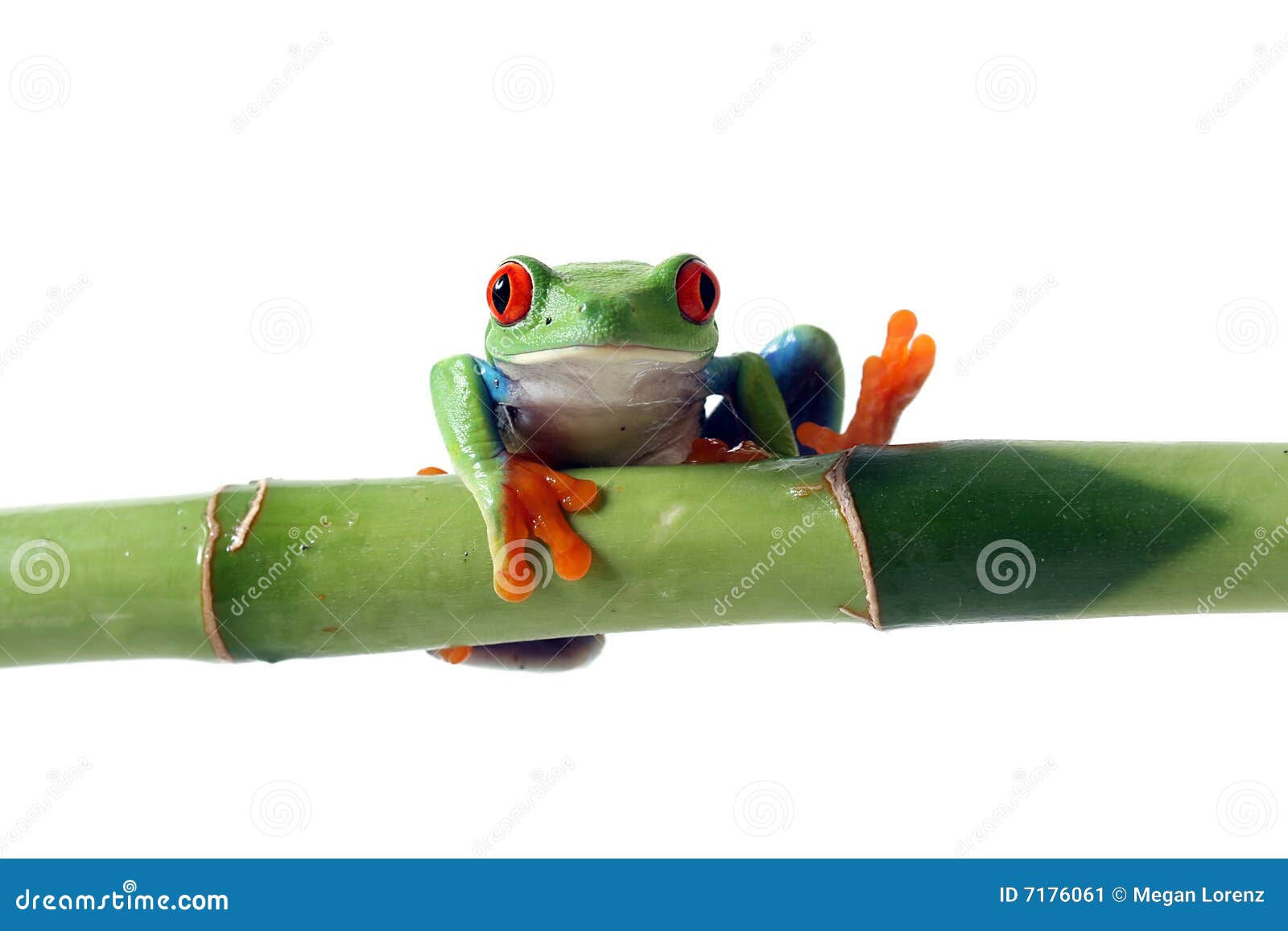 Grappige Kikker stock afbeelding. Image of verplaatsen - 7176061