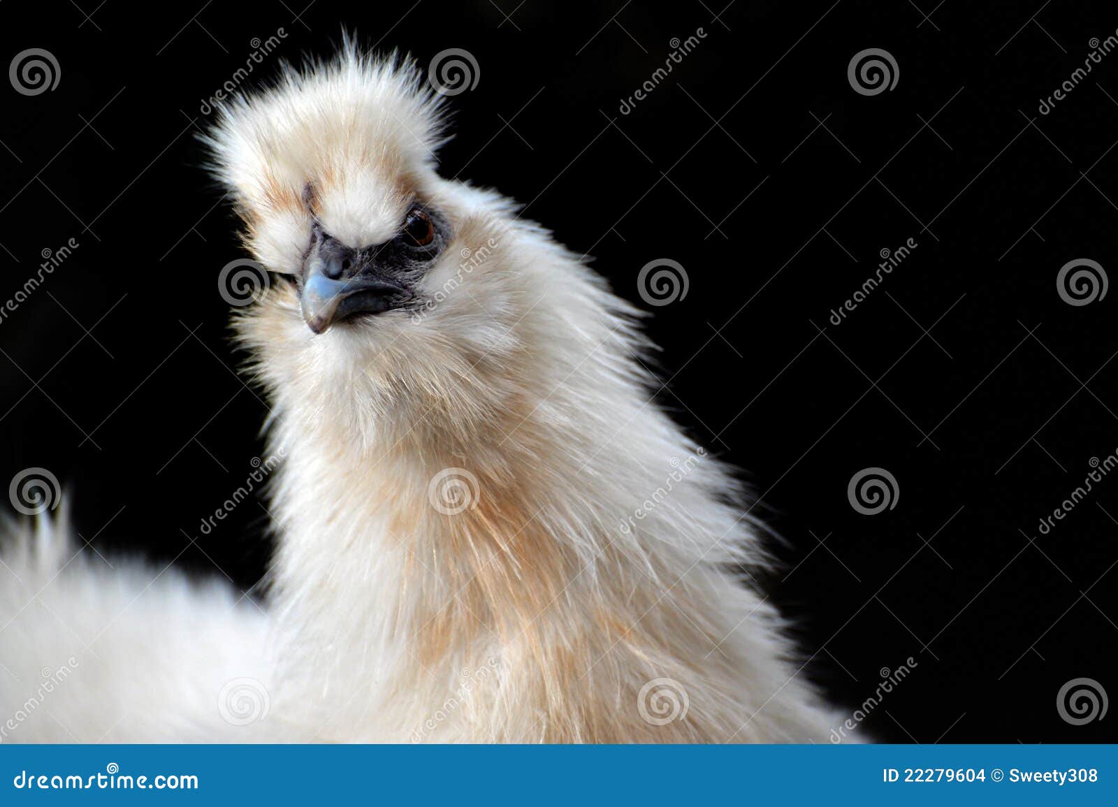 Grappige kip stock foto. Image of veiling, dier, achtergrond - 22279604