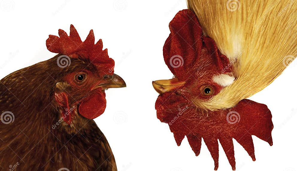 Grappige kip en haan stock afbeelding. Image of veer - 60371325